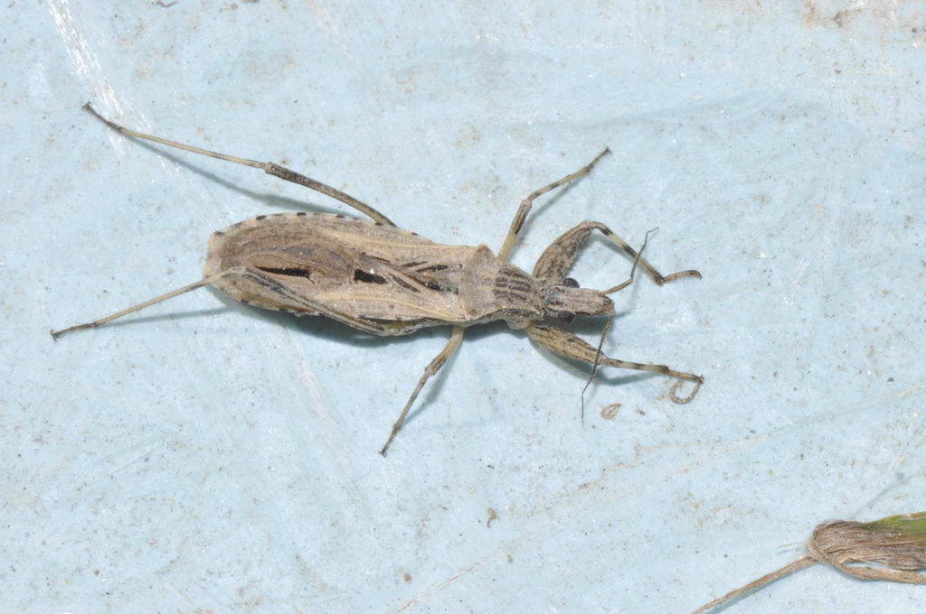 Oncocephalus pilicornis (Madeira True Bugs) · iNaturalist
