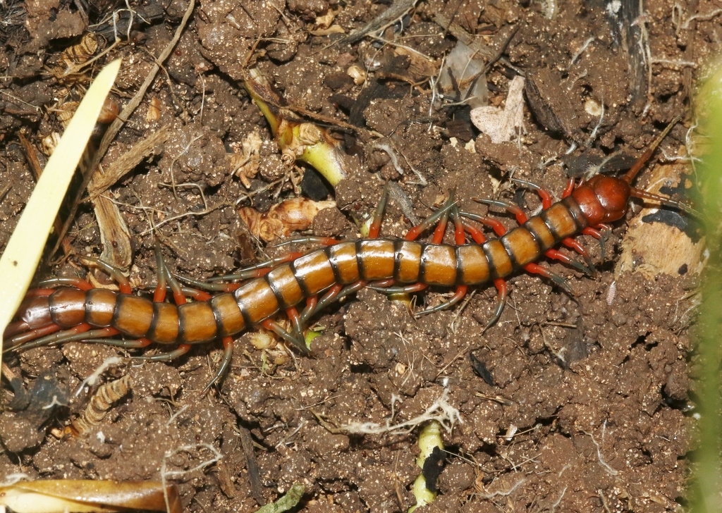 Pacific Giant Centipede from Paget, Bermuda on March 30, 2022 at 05:38 ...