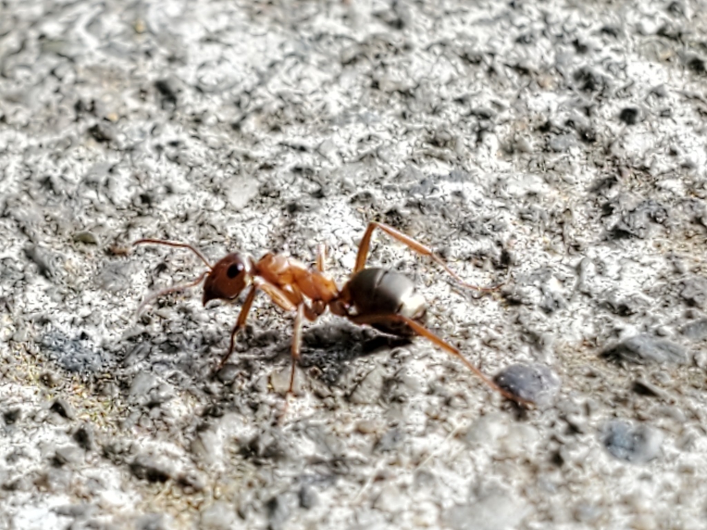 fusca-group Field Ants from Chico, CA, USA on April 11, 2022 at 09:35 ...