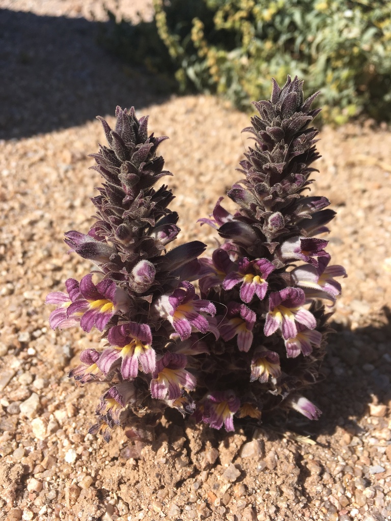 Aphyllon (Orobanchaceae (Broomrape) of the Pacific Northwest) · iNaturalist