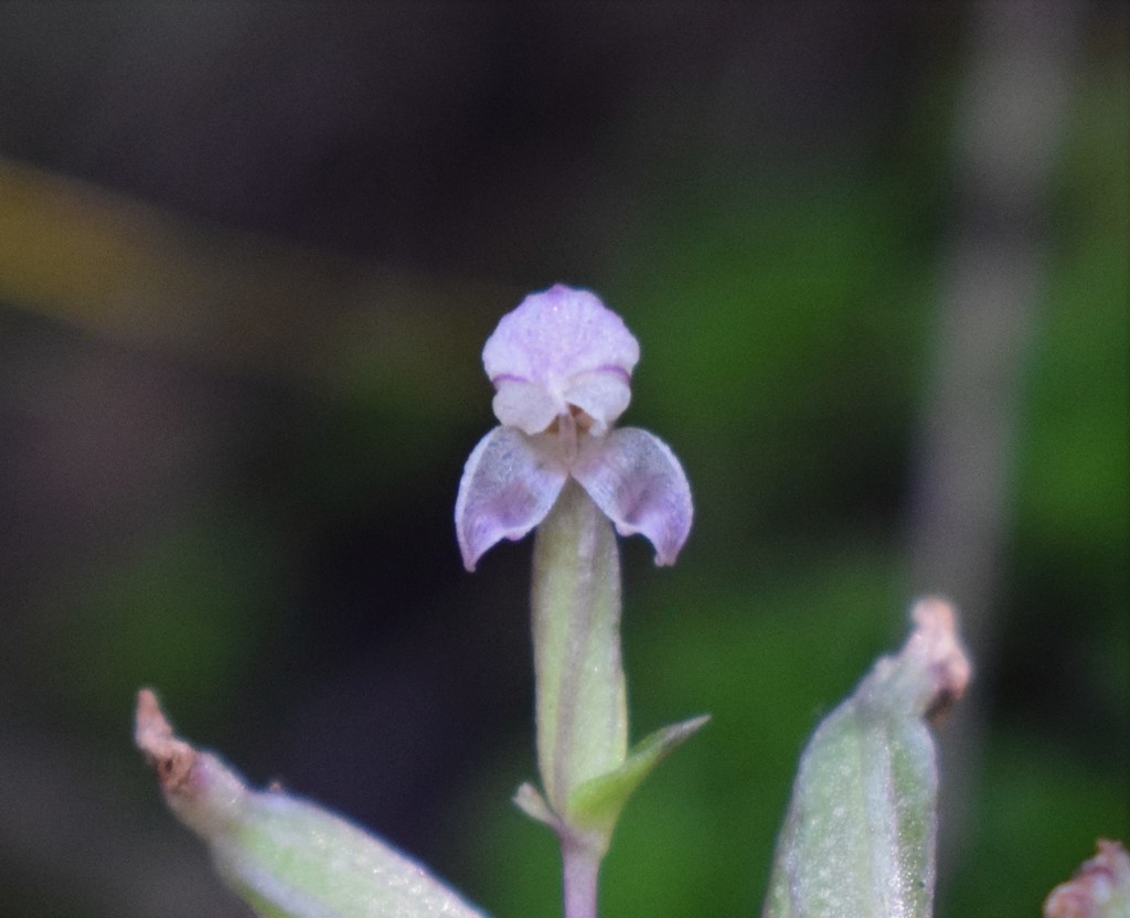 Mini Kappie in April 2022 by keanumrc. A small colony growing in leaf ...