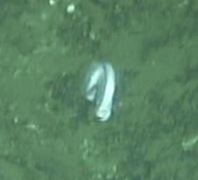 Pallid Eelpout (Lycodapus mandibularis) - Marine Life Identification