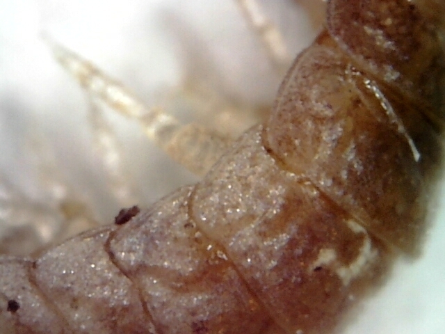 Common Pygmy Woodlouse from Esher on April 13, 2022 by Milo · iNaturalist