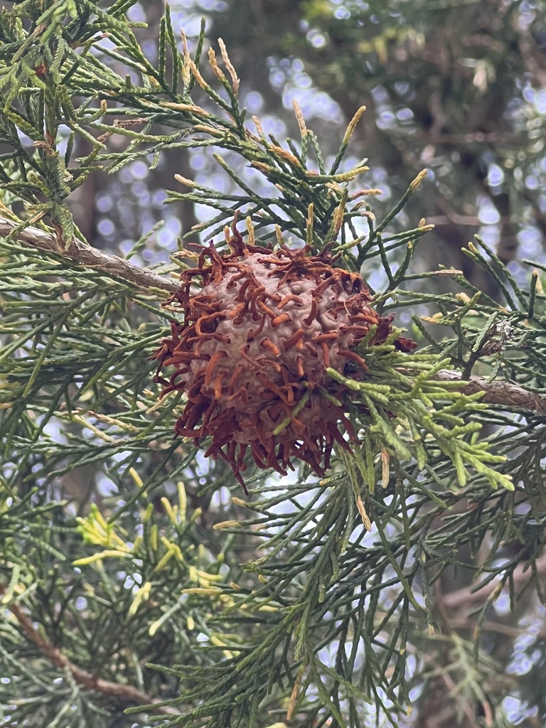 juniper-apple rust from Seneca Creek State Park, Gaithersburg, MD, US ...