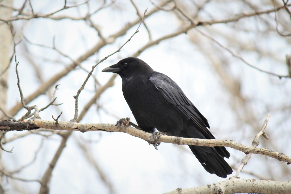 American Crow from Thunder Bay, ON, Canada on April 10, 2022 at 02:36 ...