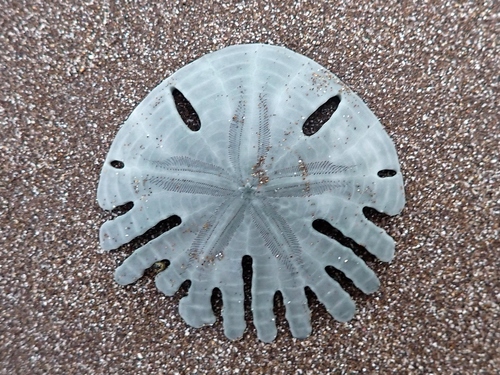 Rotula deciesdigitatus · iNaturalist