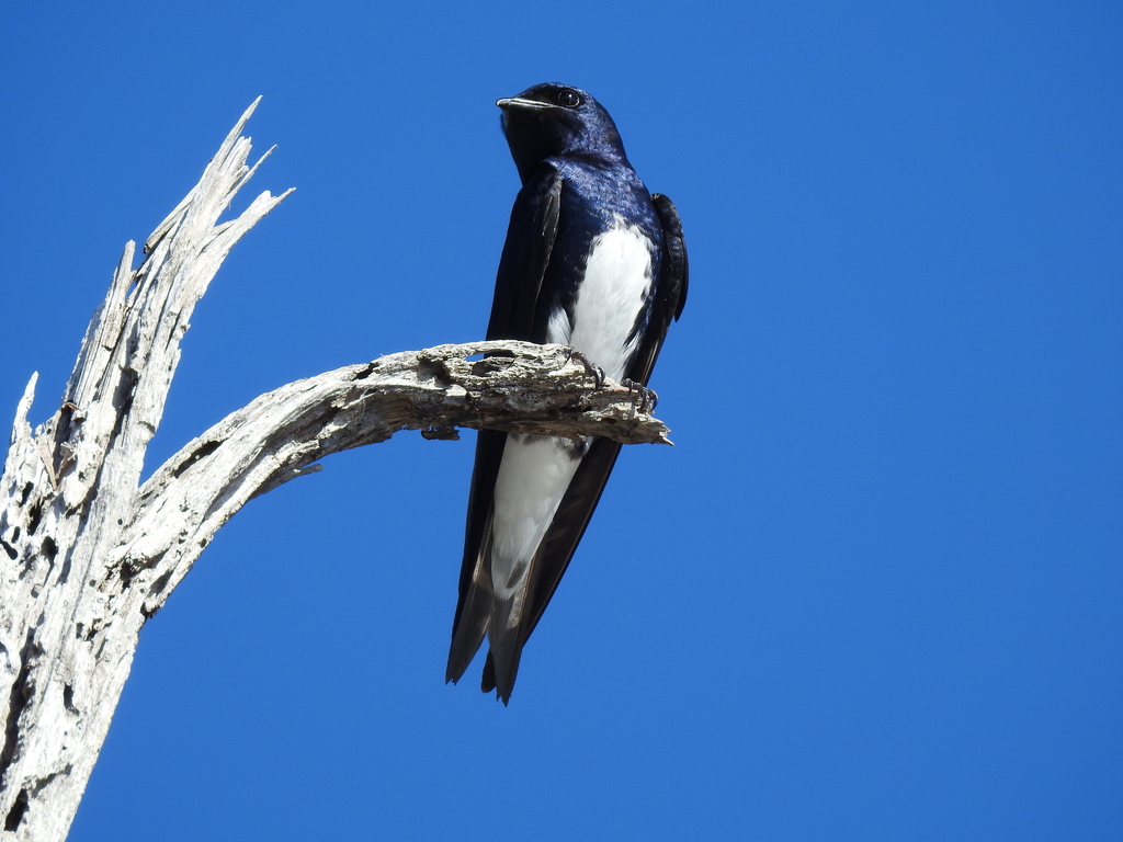 Caribbean Martin from Independencia, República Dominicana on April 7 ...