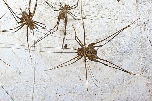 Subspecies Dolichopoda azami azami · iNaturalist