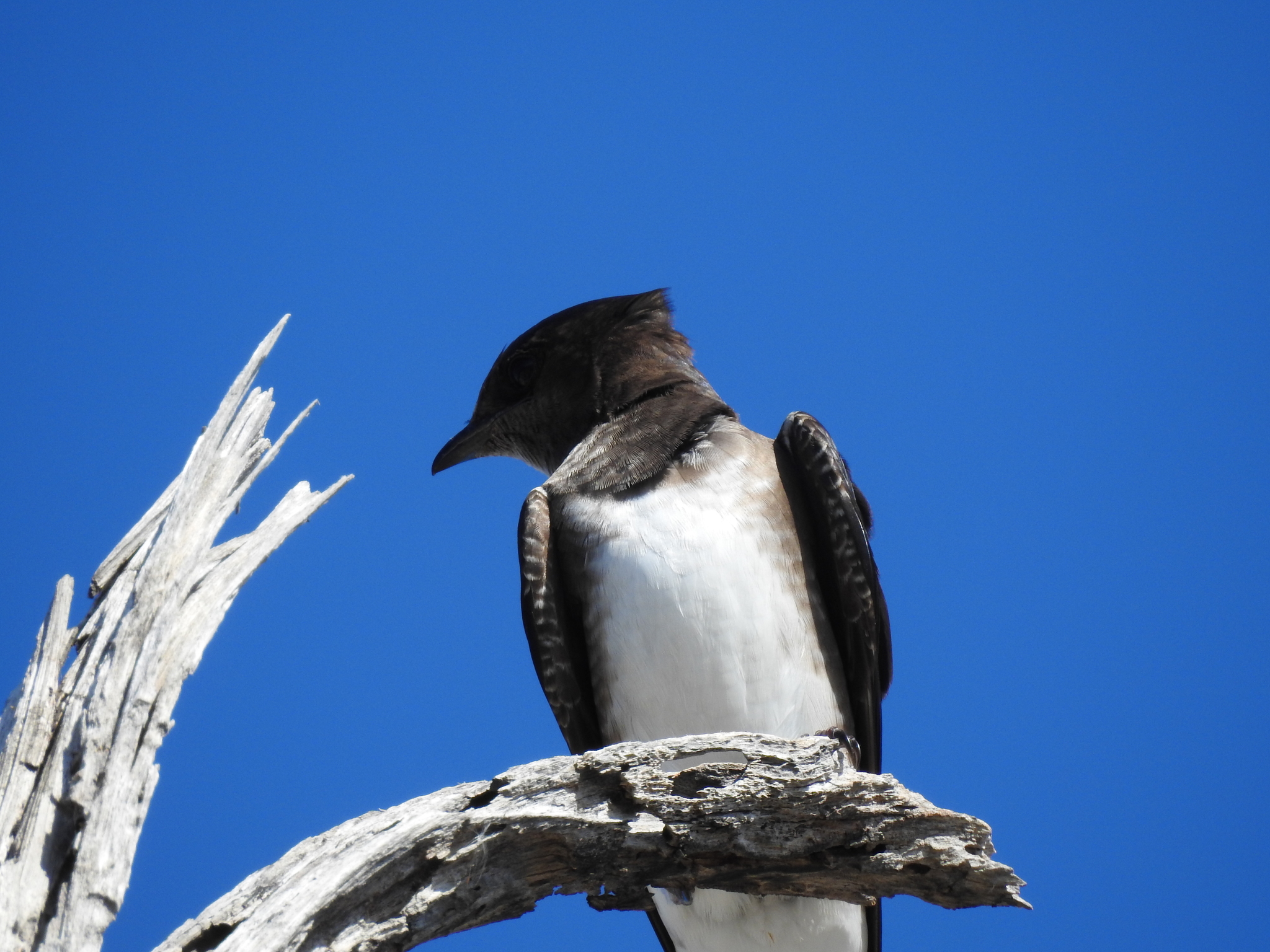 Progne dominicensis (Gmelin, 1789)