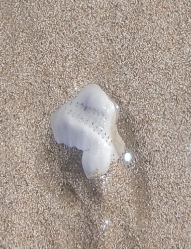 Echinocardium capense · iNaturalist