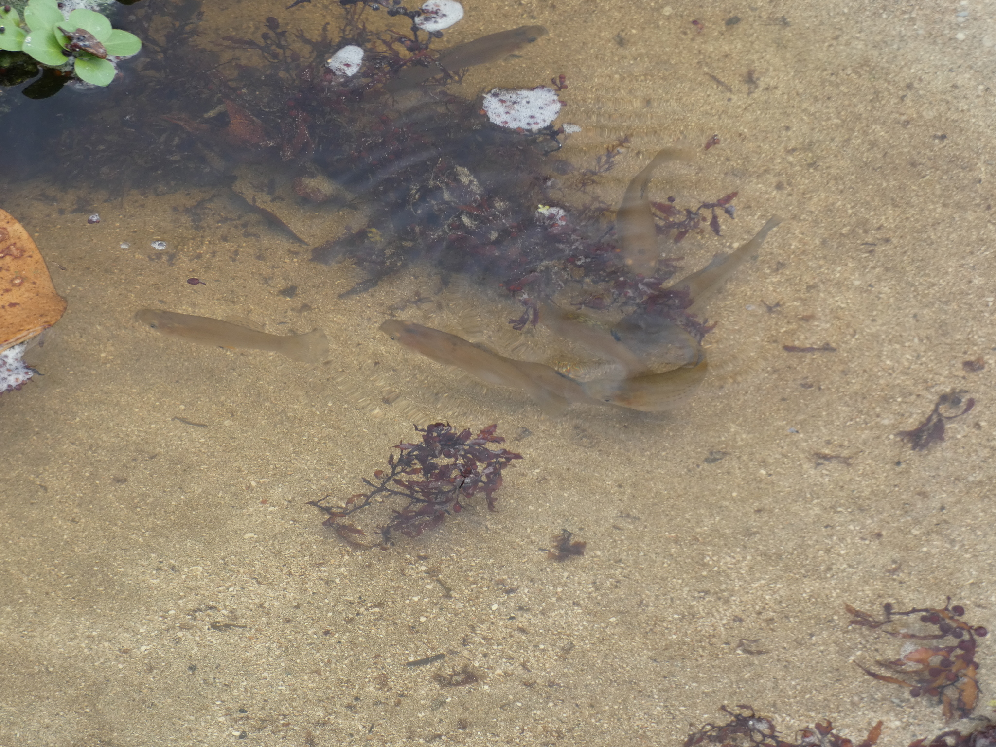 Poecilia gillii (Kner, 1863)