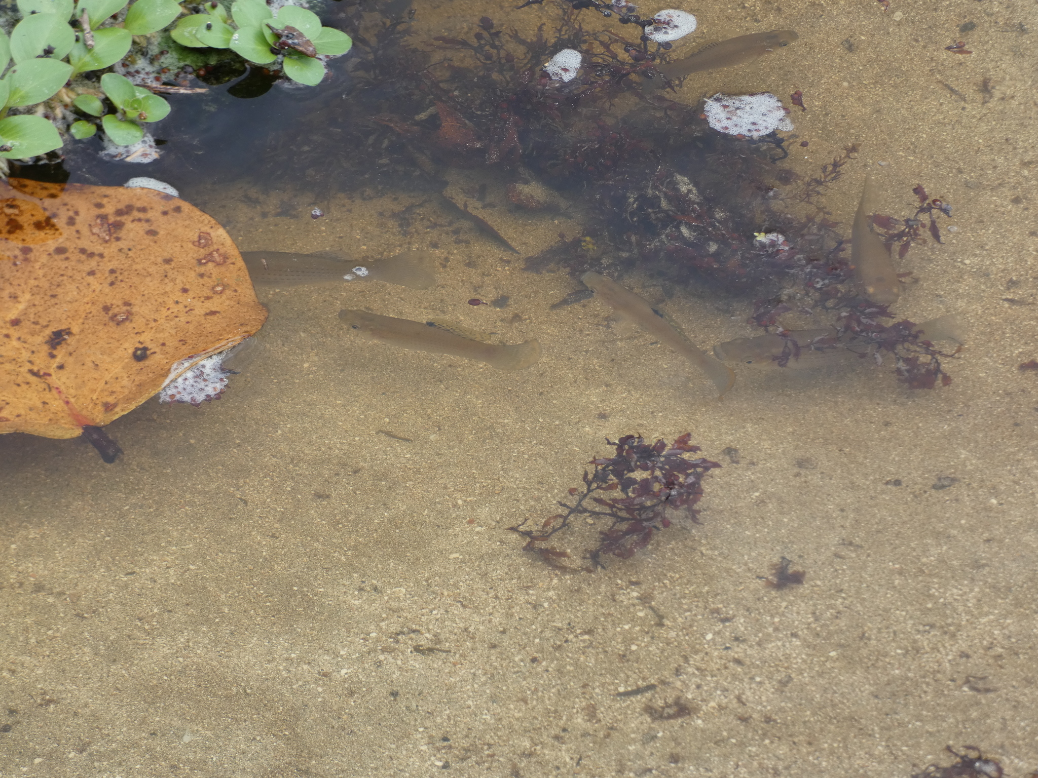 Poecilia gillii (Kner, 1863)