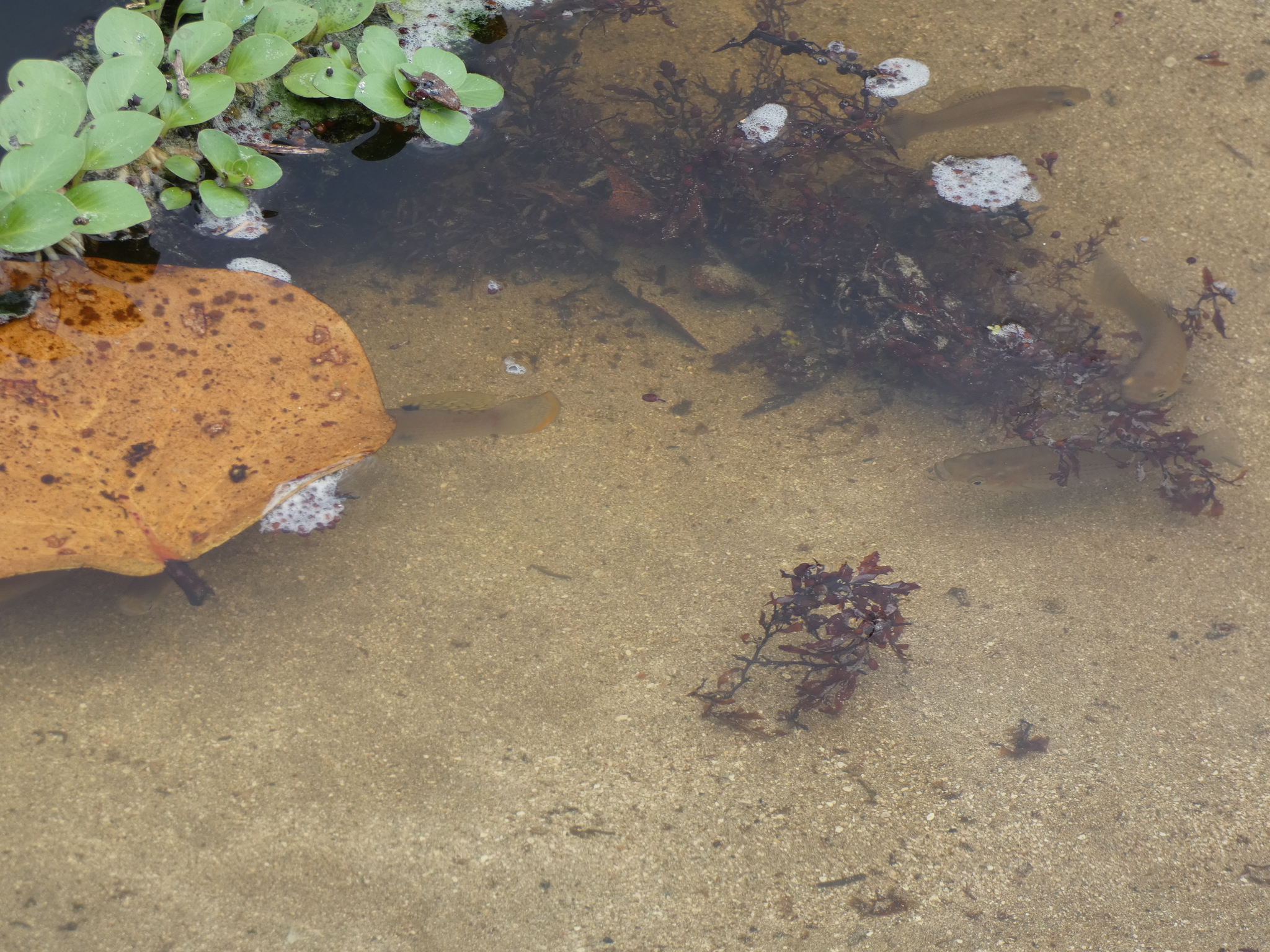 Poecilia gillii (Kner, 1863)