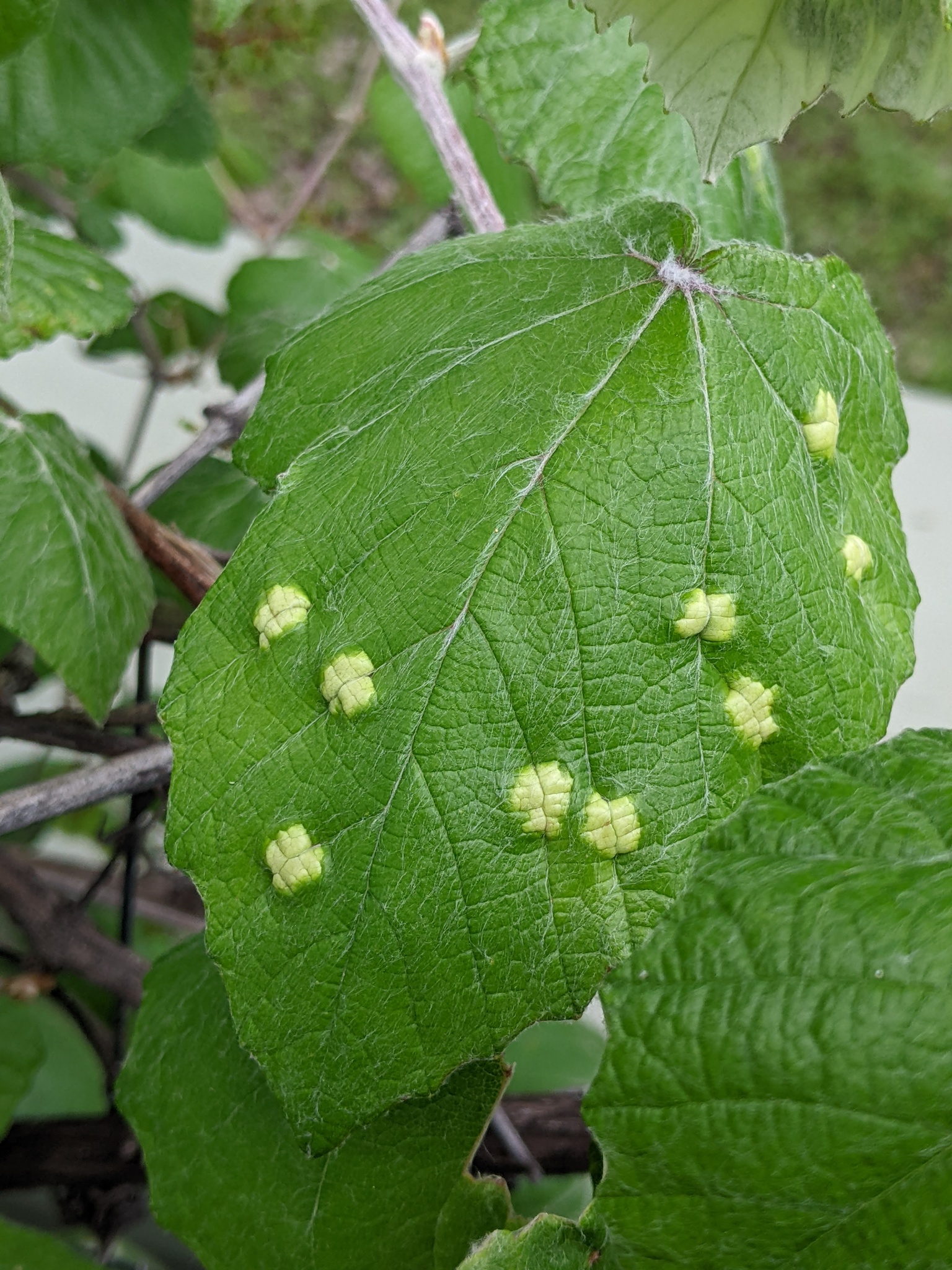 Heliozelidae