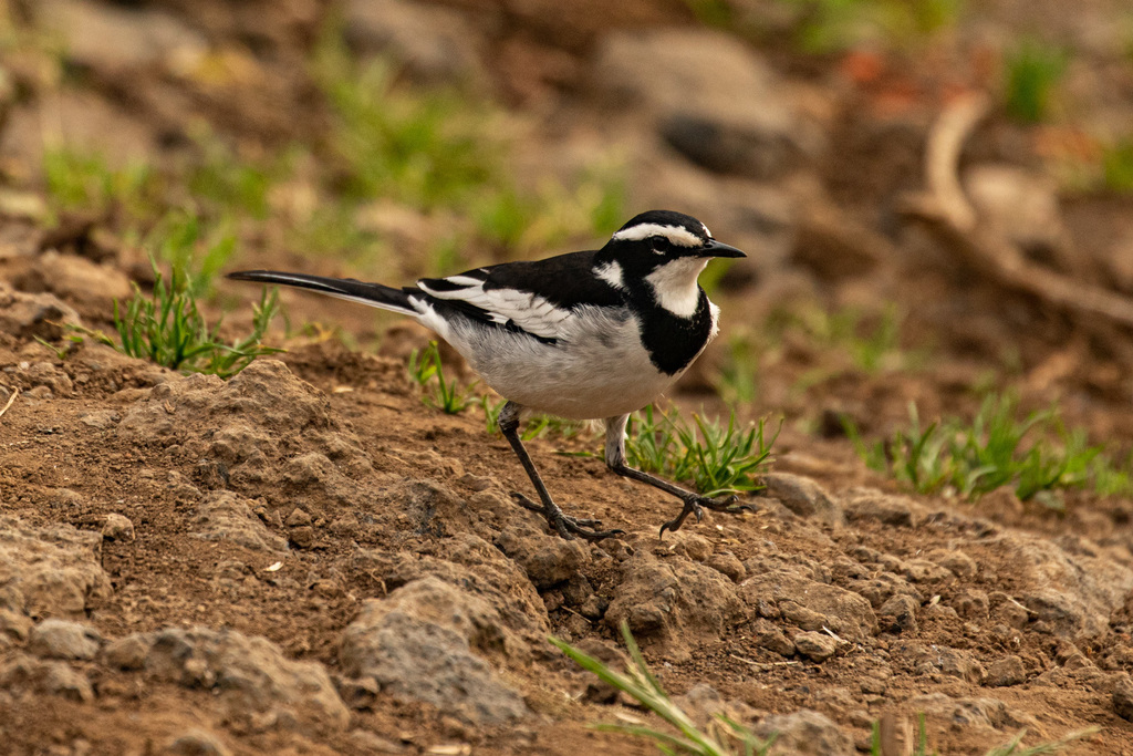 African Pied Wagtail from Gahinga trail head, Volcanoes National Park, Musanze, Rwanda on March ...