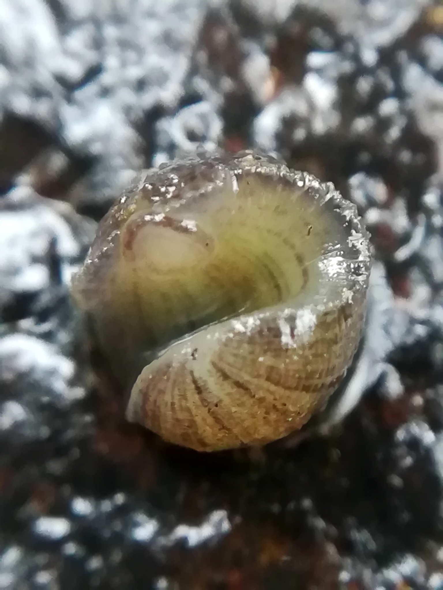 Glossiphonia complanata (Linnaeus, 1758)