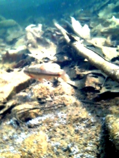 Italian riffle dace from 23888 La Valletta Brianza LC, Italia on April ...