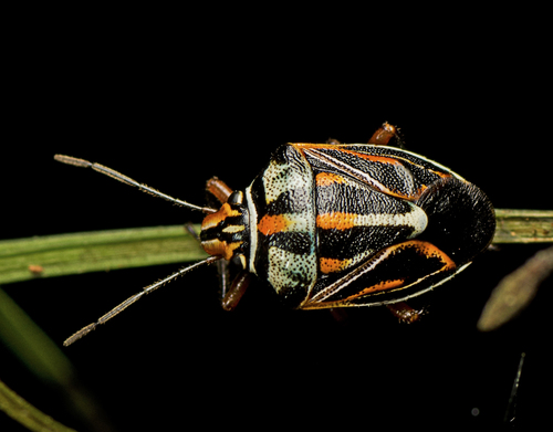 Novatilla barnardi · iNaturalist