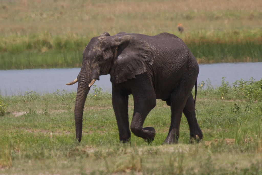 Savannah Elephant in December 2019 by Andre Harmse · iNaturalist