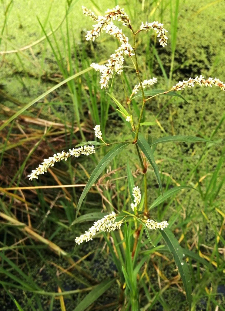 pale smartweed from Westdene, Benoni, 1501, South Africa on March 01 ...