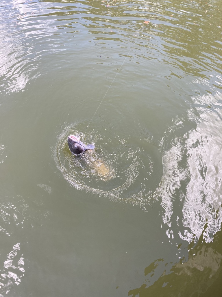 Channel Catfish from Greenville, NC, USA on April 8, 2022 at 02:02 PM ...