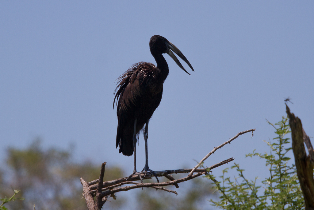 Mainland African Openbill from Ngamiland East, Botswana on December 24 ...