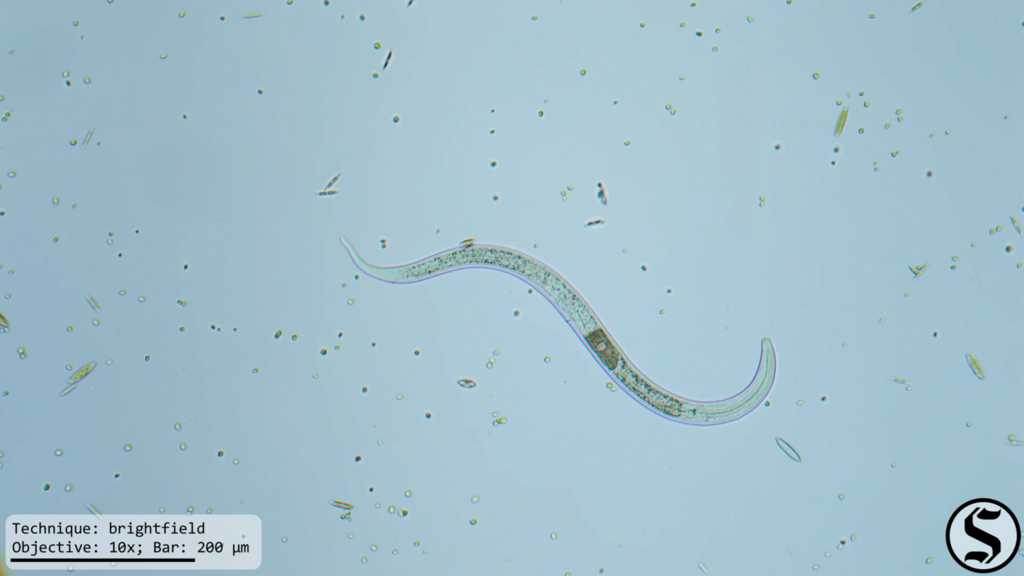 Plectus in April 2022 by Shane Smith · iNaturalist