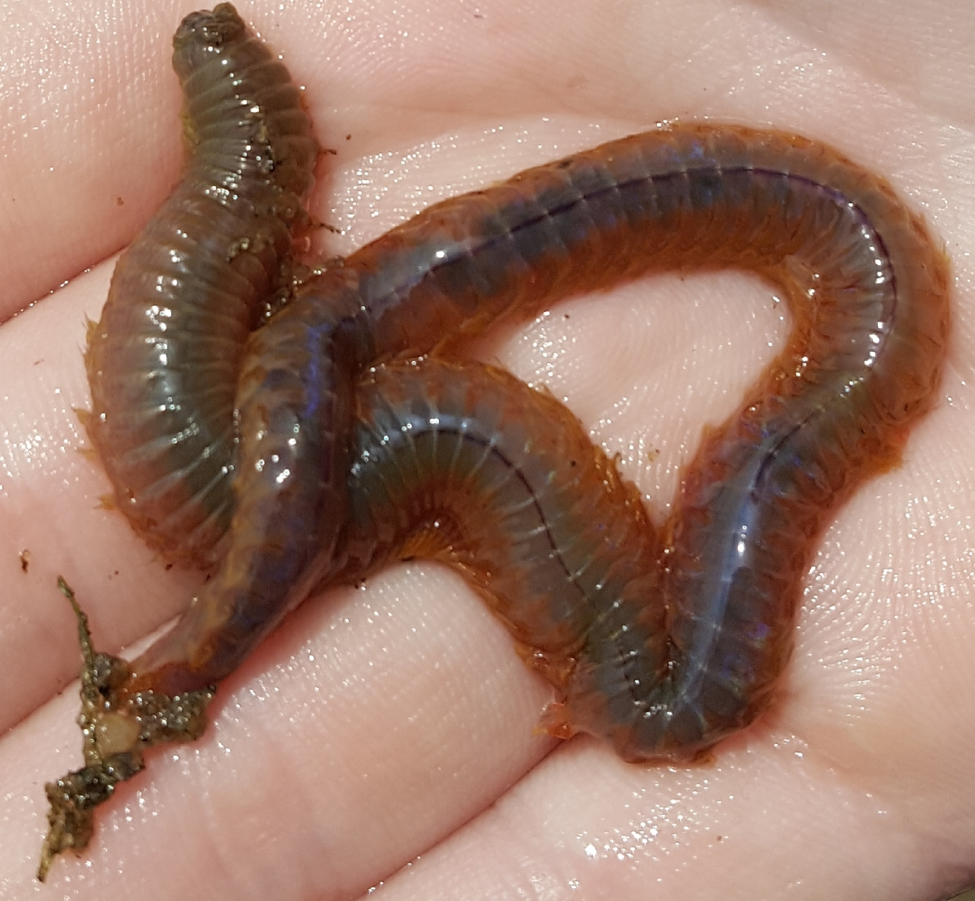 Alitta succinea (Leuckart, 1847)