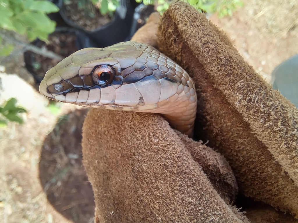 Conophis lineatus concolor from Progreso, Yuc., México on April 13 ...