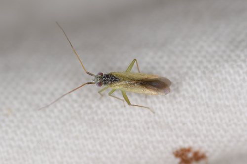 Platycranus alkestis · iNaturalist