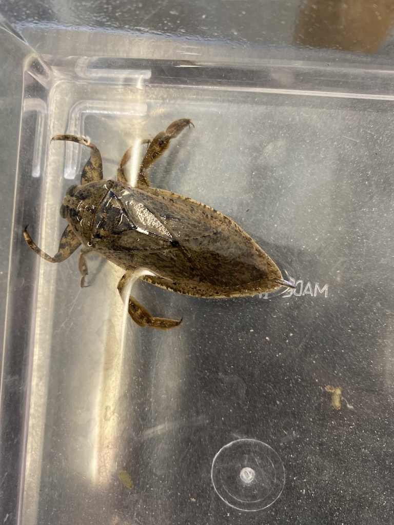 Lethocerus medius from Lolita on April 13, 2022 at 02:05 PM by Nicole ...