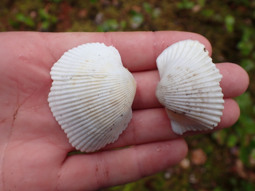 Ark Clams from Nanaimo, BC, Canada on April 10, 2022 at 04:30 PM by ...