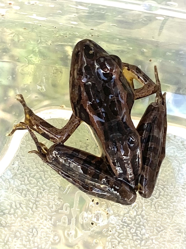 Pickerel Frog from Birch Hill Rd, Patterson, NY, US on April 13, 2022 ...