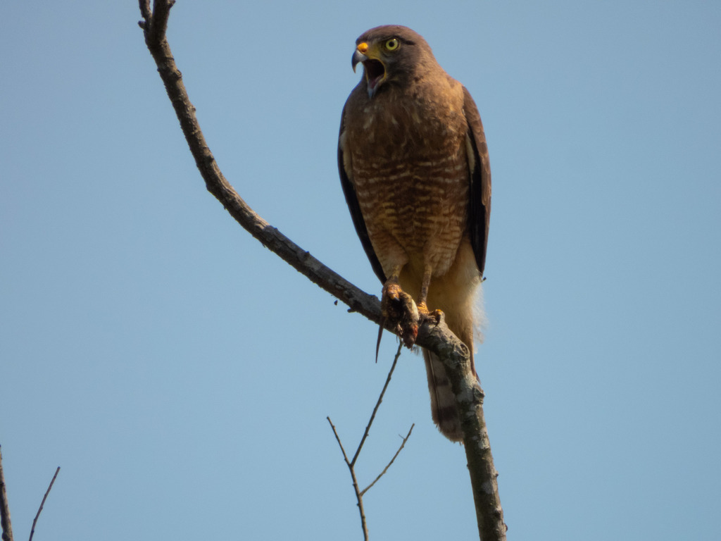 Roadside Hawk from Vega del Sol, Oax., México on April 10, 2022 at 03: ...