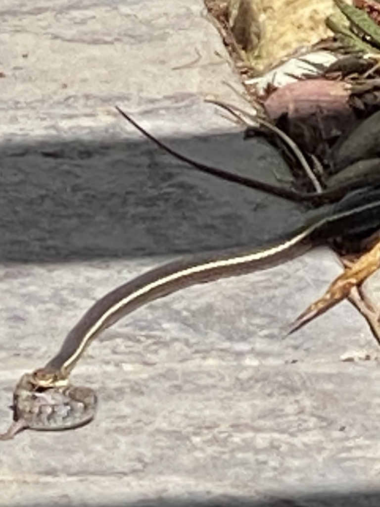 Striped Racer in April 2022 by drdantru. Eating alligator lizard ...