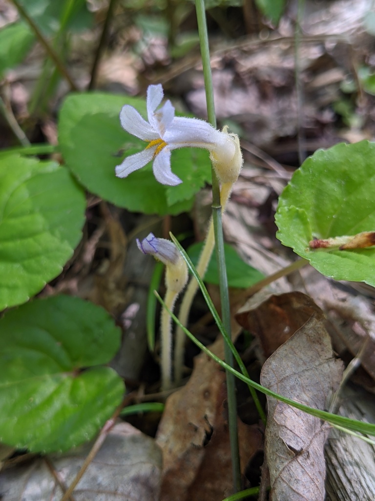 one-flowered cancer-root from Watauga County, NC, USA on May 08, 2021 ...