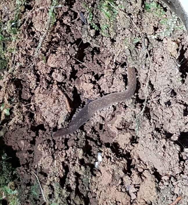 Equatorial Velvet Worms from Osa, Puntarenas, Costa Rica on March 20 ...