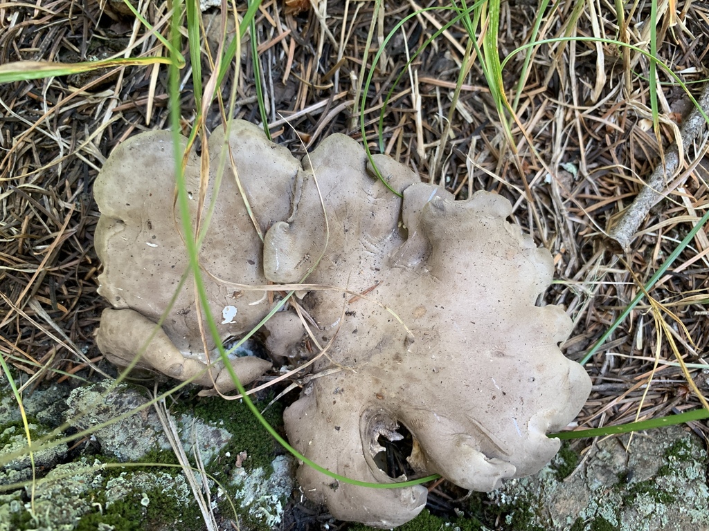 Sheep Polypore from Graham County, AZ, USA on August 22, 2019 at 11:56 ...