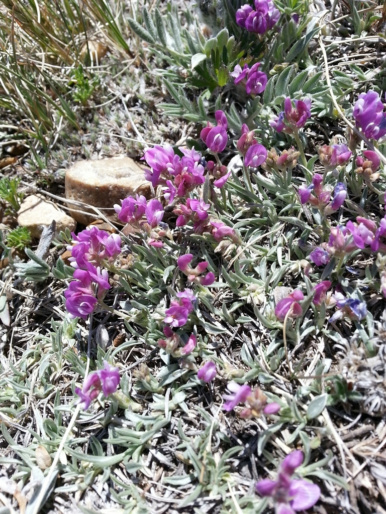 Tufted Milkvetch (Astragalus spatulatus) - Botanical Realm