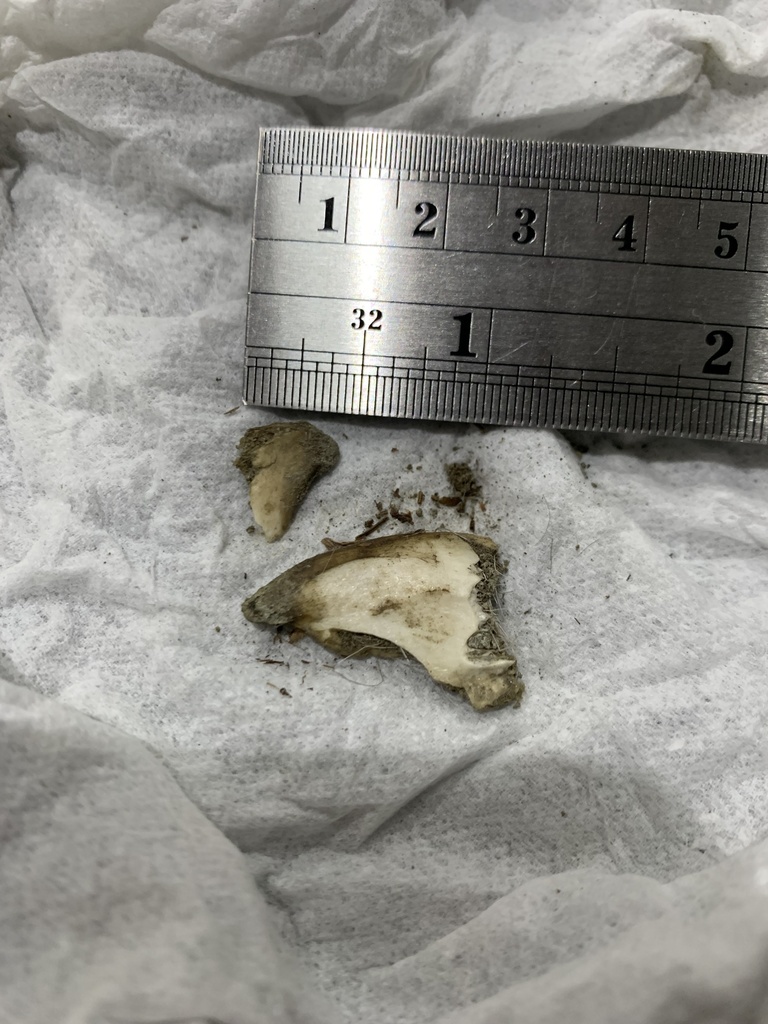 Northern Coyote (Canis latrans incolatus) - Know Your Mammals