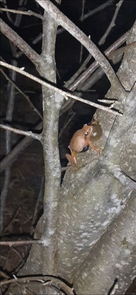 Spring Peeper from Boalsburg, PA 16827, USA on April 13, 2022 at 08:50 ...