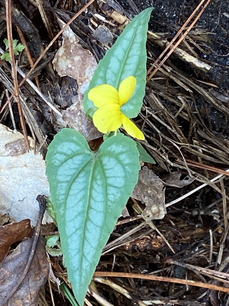 Halberd-leaved violet from Daniel Boone National Forest, Campton, KY ...