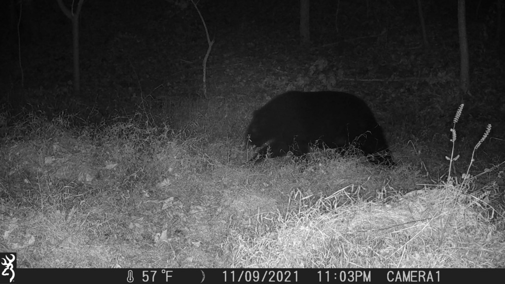 American Black Bear from Newton County,AR on November 09, 2021 by ...