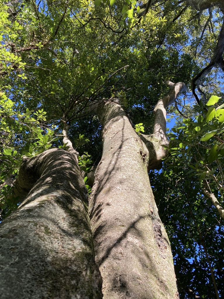 Pukatea from Haruatai Park, Otaki, Wellington, NZ on April 14, 2022 at ...