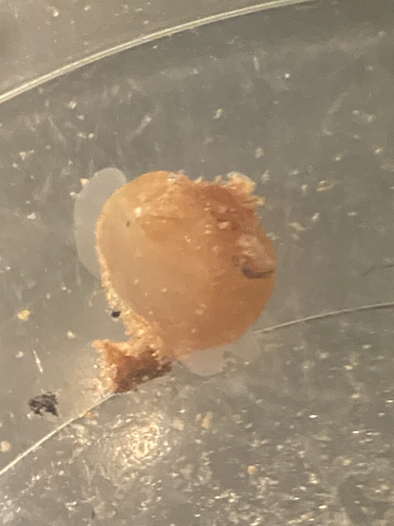 Musculium from SR-175, Marion, AL, US on April 12, 2022 at 01:02 PM by ...