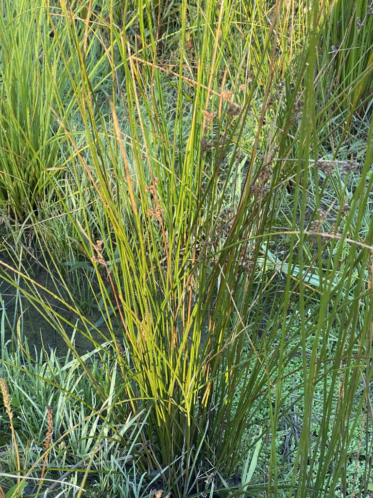 Juncus distegus from Shalamar Drive, Cashmere, Canterbury, NZ on April ...