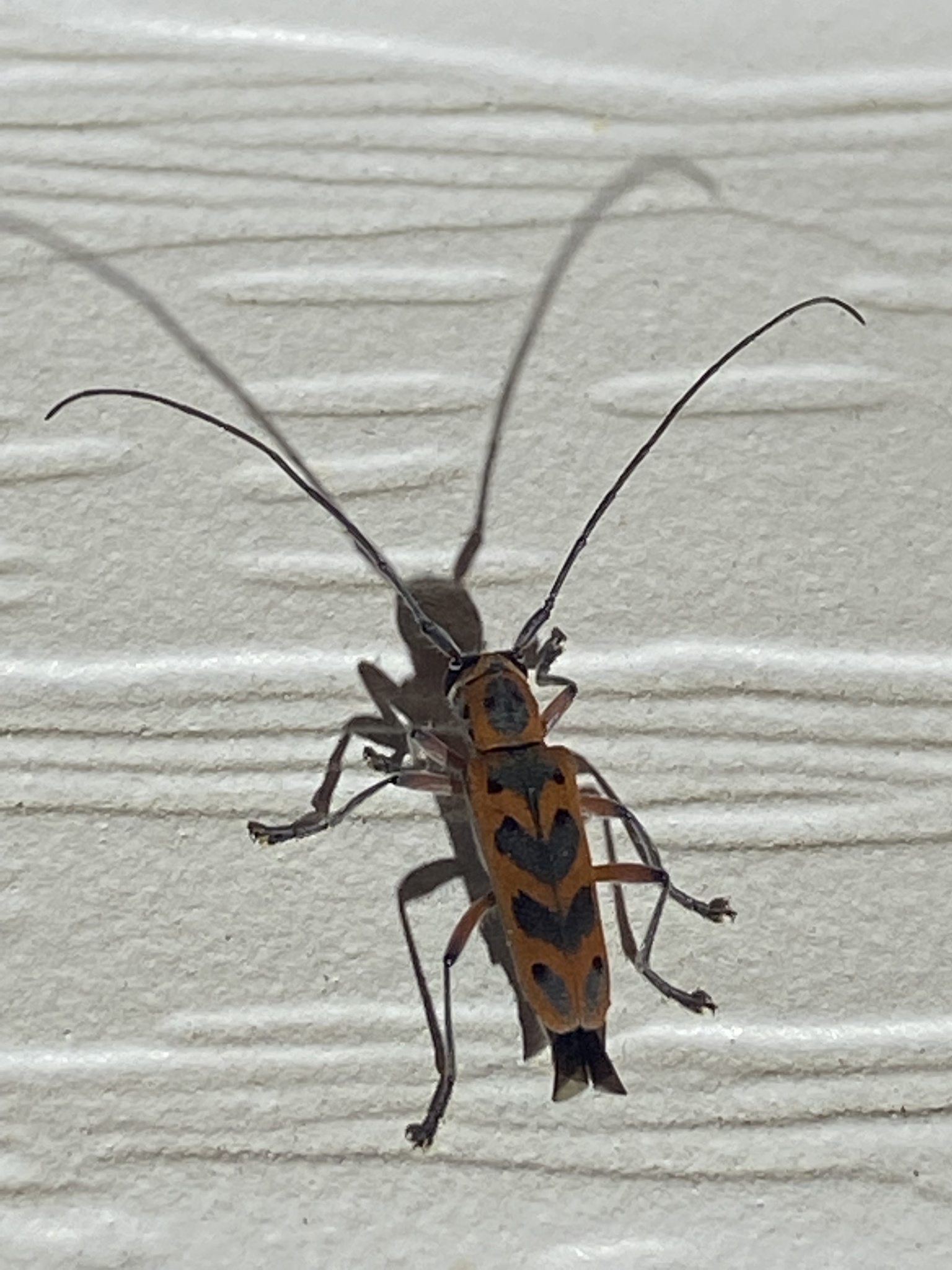 Saperda tridentata Olivier, 1795