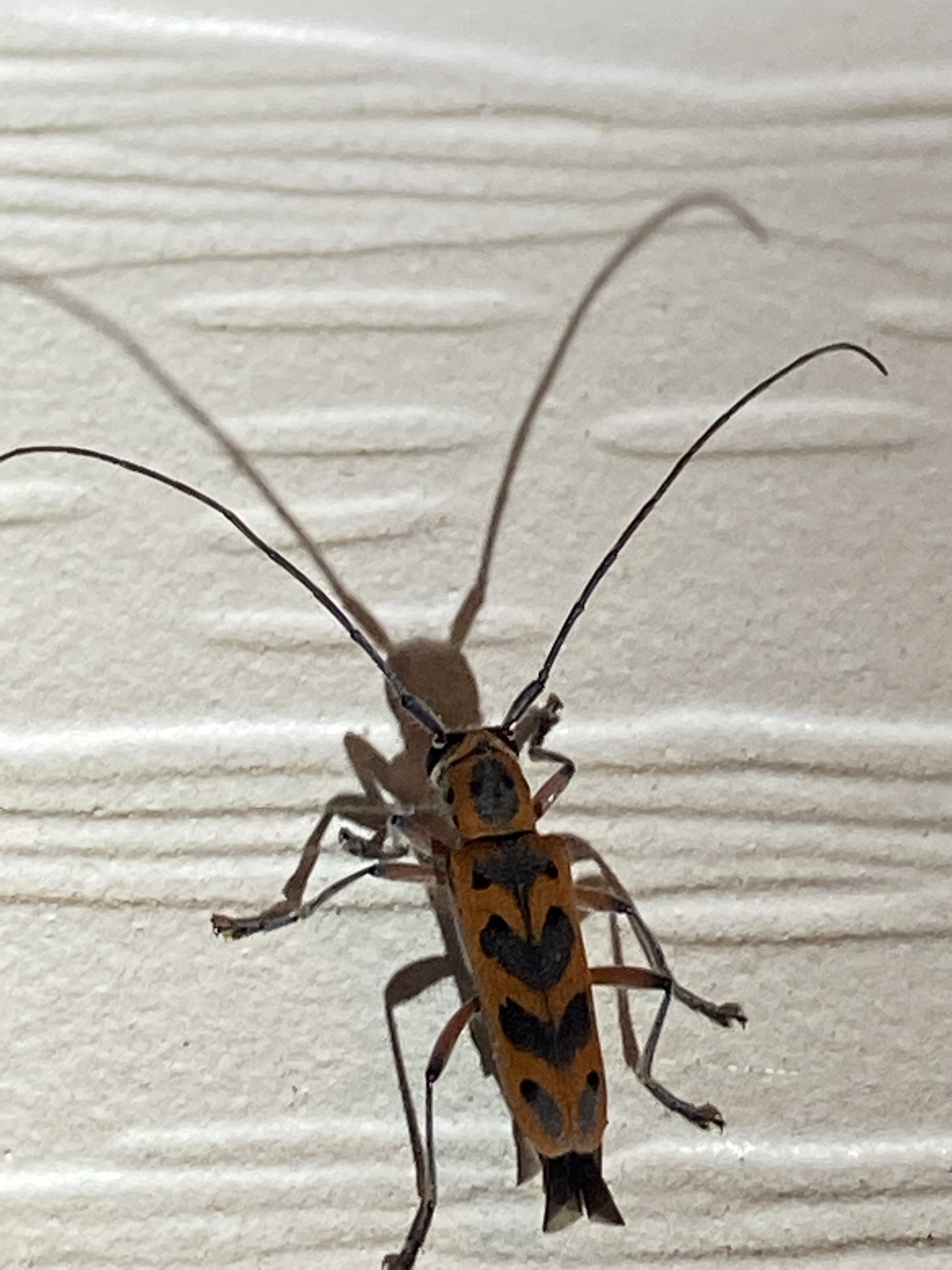 Saperda tridentata Olivier, 1795