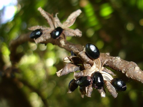 Melicope lasioneura · iNaturalist