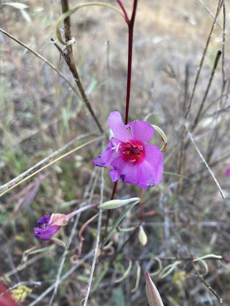ruby chalice clarkia from I-280 N, Woodside, CA, US on April 13, 2022 ...